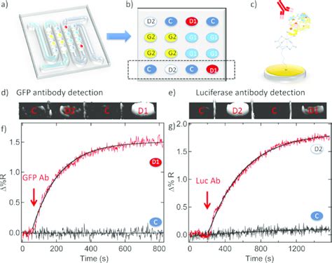 Dna Based Protein Microarrays For Spr Imaging Biosensor Application A