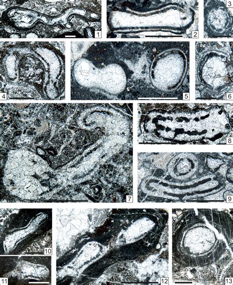 Yakhtashian Algae Carnic Alps Figures