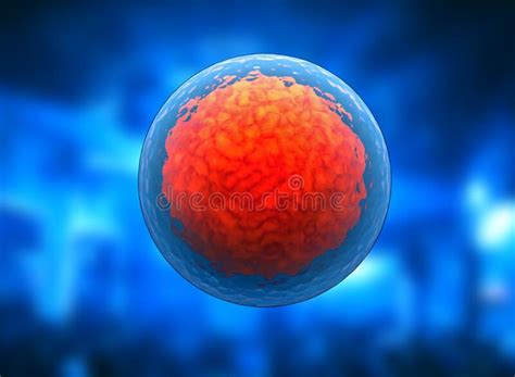 Biocel 06 Assessment