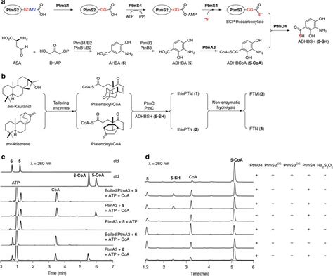 Proposed Biosynthetic Pathway And In Vitro Characterization Of