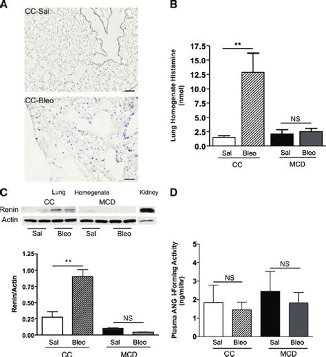 Bleomycin Instillation Increases The Lung Histamine And Renin Levels In Download Scientific