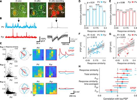 Functional Specificity Of Recurrent Inhibition In Visual Cortex Neuron
