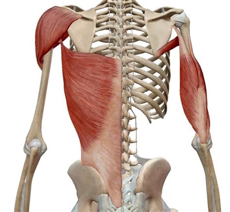 Extension Of The Arm At The Shoulder Diagram Quizlet