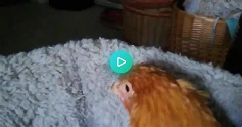 Grumpy Chicken  On Imgur