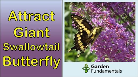 Attract Giant Swallowtail Butterfly To Your Garden 🦋🦋🦋 Giant