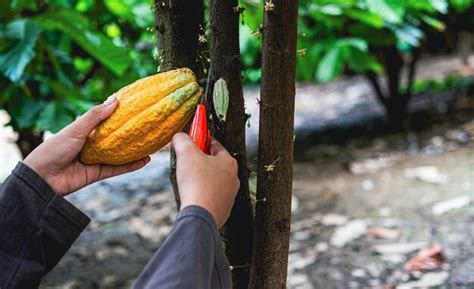Premium Photo Closeup Hands Of A Cocoa Farmer Use Pruning Shears To Cut The Cocoa Pods Or