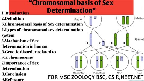 Chromosomal Basis Of Sex Determination Types Of Chromosomal Sex Determination Genetic