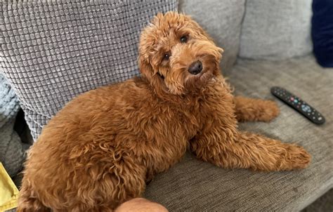 Mini Cockapoo Adulte Owning A Cockapoo Guide Barking Mad Uk