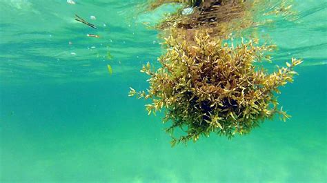 Algae Vs Seagrass — Clearing Up The Confusion — Day 20 By Suheily Arce Lugo Medium