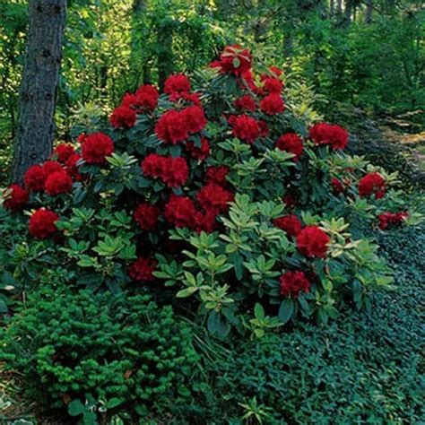 Firestorm Rhododendron For Sale Online The Tree Center