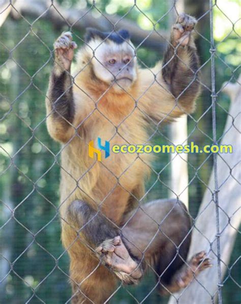 Monkey Enclosure Mesh Zoo Mesh Supplier Hengyi