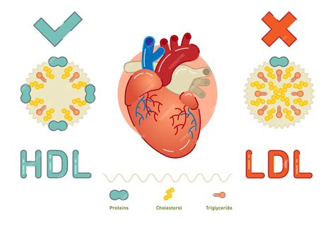 Premium Vector What Is Lipoprotein