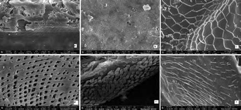 Scanning Electron Microscopy Sem Of Chitin From Sitophilus Granaries Download Scientific