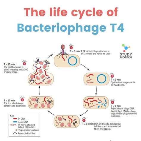 Bacteriophage Life Cycle