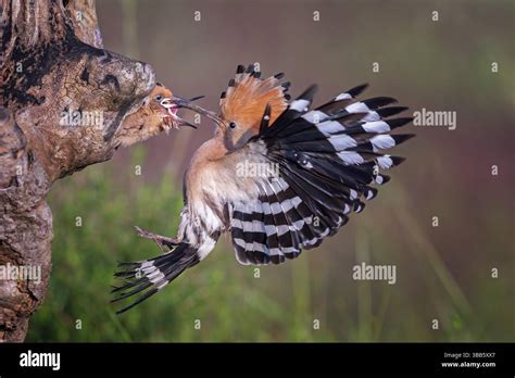 Eurasian Hoopoe Upupa Epops Feeding Chicks In The Breeding Cave