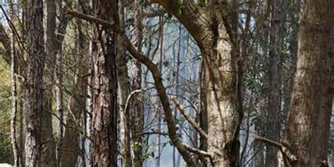 What Causes A Tree Trunk To Split Vertically In Destin Fl