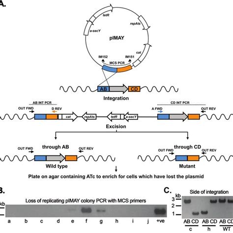 Genetic Map Of Pimay The E Coli Staphylococcal Temperature