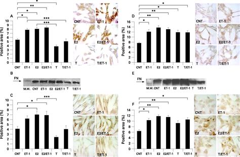 Endothelin And Sex Hormones Modulate The Fibronectin Synthesis By Cultured Human Skin