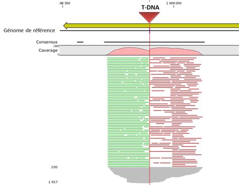 Transposon Sequencing Biorigami