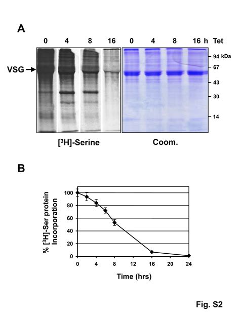 Pdf Blocking Variant Surface Glycoprotein Synthesis In Trypanosoma Brucei Triggers A General