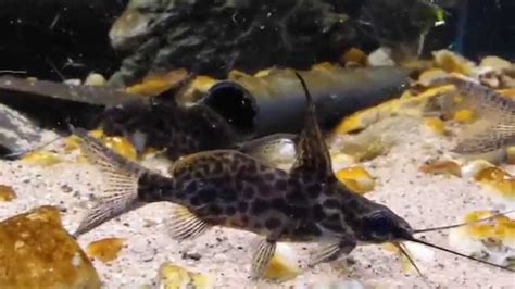 Synodontis Alberti Wild Bij Aquarium Speciaalzaak Utaka Youtube