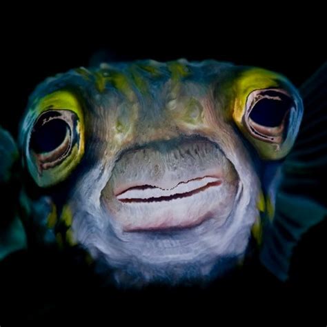 Tuberculosis Fish Youtube