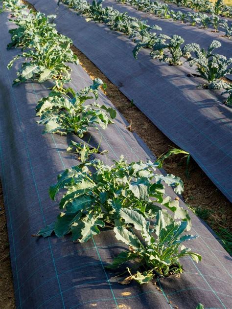 Growing Organic Cabbage Protected From Weed By Mulching The Soil In
