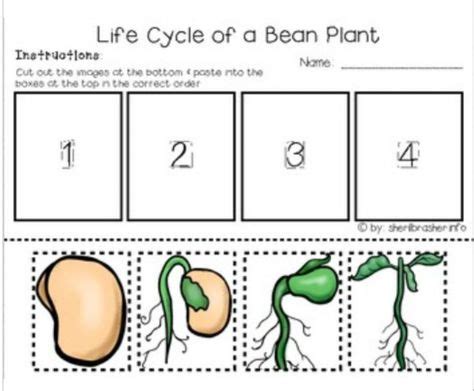 Bean Life Cycle