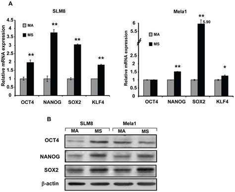 Melanoma Spheroid Cells Display Higher Expression Of Pluripotency