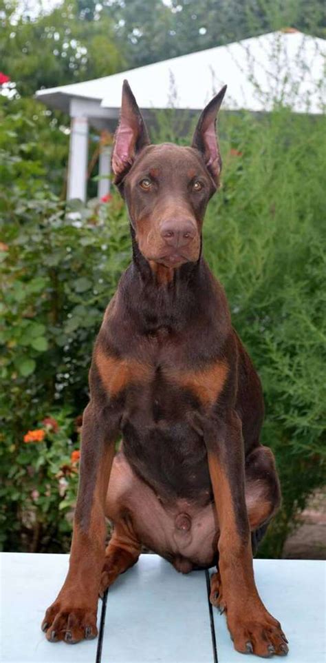 דוברמן למכירה בתל אביב 8000 שח מודעה 67324 כלבים לוח חיות מחמד הומלס