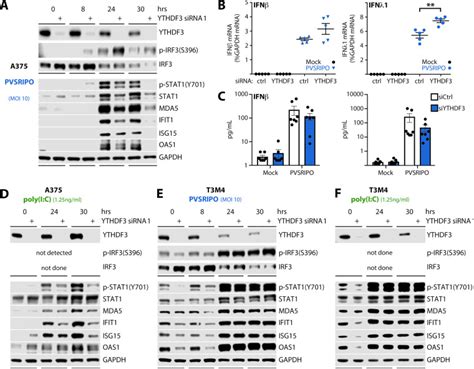 Enterovirus 2apro Cleavage Of The Ythdf M6a Readers Implicates Ythdf3 As A Mediator Of Type I