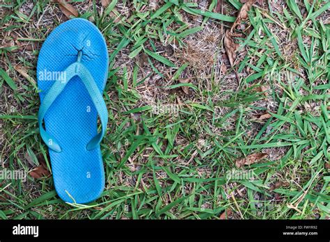 Worn Out Single Blue Thong Or Flip Flop Against Worn Down Lawn Grass