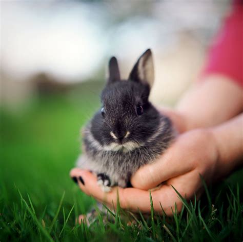 Cutest Easter Bunnies Abc News