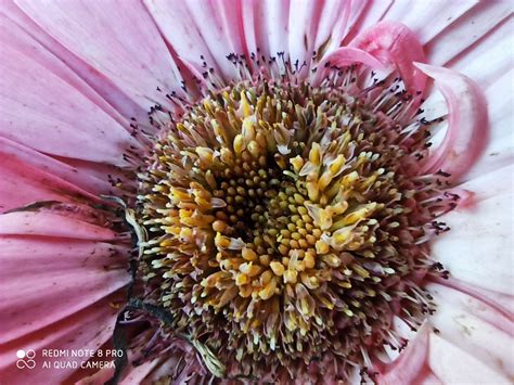 Xiaomi Redmi Note Pro Price Specs And Best Deals