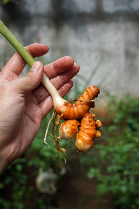 Can You Plant Turmeric Root