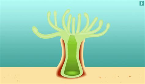 Great Barrier Reef Coral Bleaching Explained In S