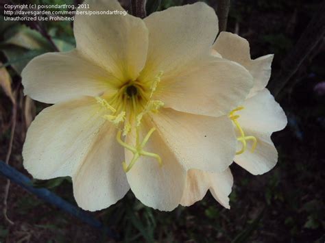 Plantfiles Pictures Oenothera Evening Primrose Lemon Sunset