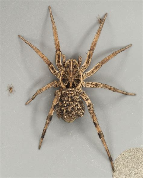 Wolf Spider Identification Update Nature Along The El Camino Real