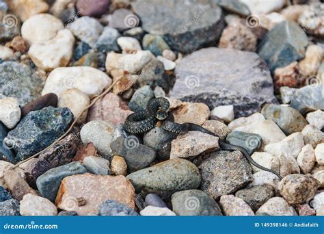 Big Cute Grass Field Royalty Free Stock Image 182963170