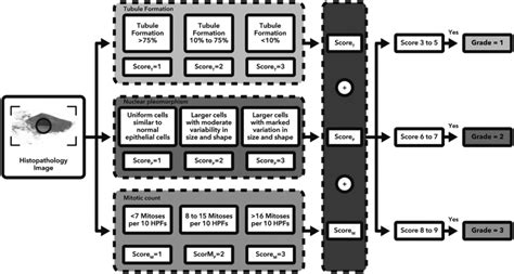 A Diagnostic Algorithm For Assigning A Grade To A Breast Cancer