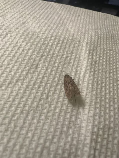 Can Someone Help Identify This Moth R Whatsthisbug