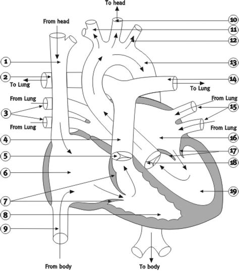 Label The Heart Worksheet
