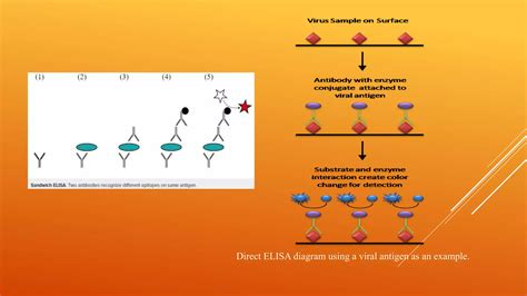 Immunoassays Elisa Pptx
