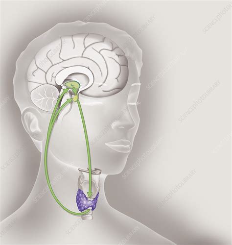 Thyroid Regulation Illustration Stock Image C024 6017 Science