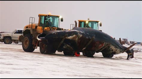 Inupiat Life Barrow Alaska Bowhead Whale Harvest October 5 2014