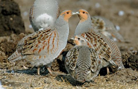 Gray Partridge