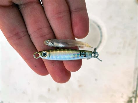 By Boat Or Beach: The Versatile Metal Jig - The Fisherman