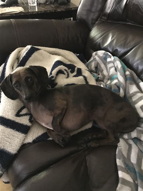 Happy 4th Birthday To This Brat Neena Da Weena Rdachshund