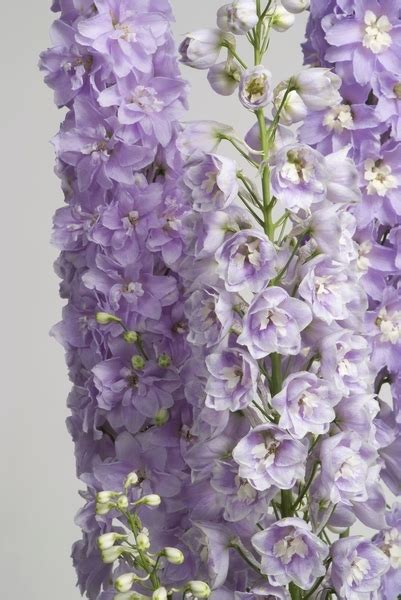 Купить семена Дельфиниум Delphinium Guardian Lavender в Москве