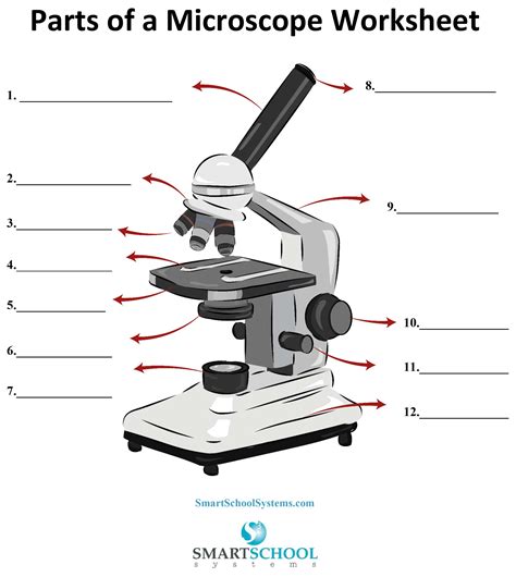 Compound Light Microscope Diagram And Functions Condenser Mi